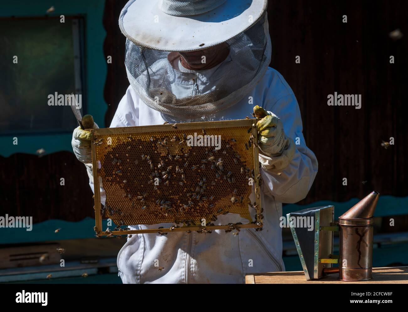 A beekeeping on the edge of the forest: everyday life of a beekeeper ...