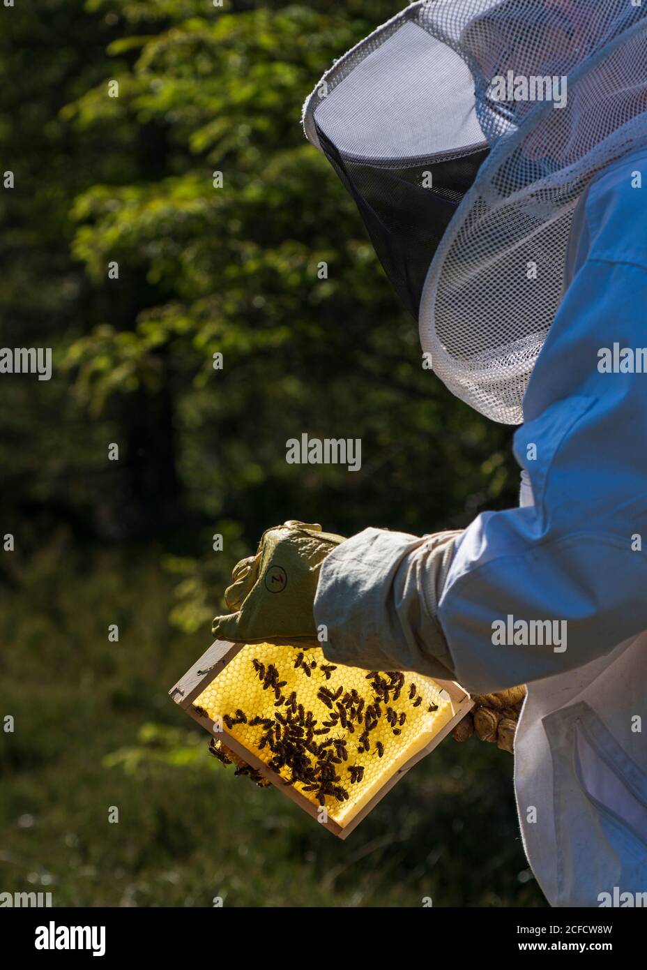 A beekeeping on the edge of the forest: everyday life of a beekeeper ...