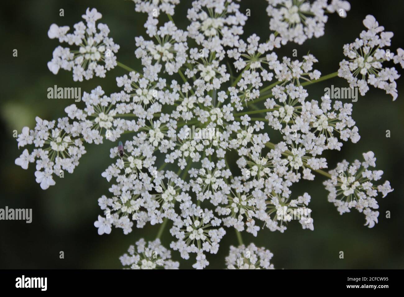 Natural wonders of the Queen Anne's Lace wildflower Stock Photo - Alamy