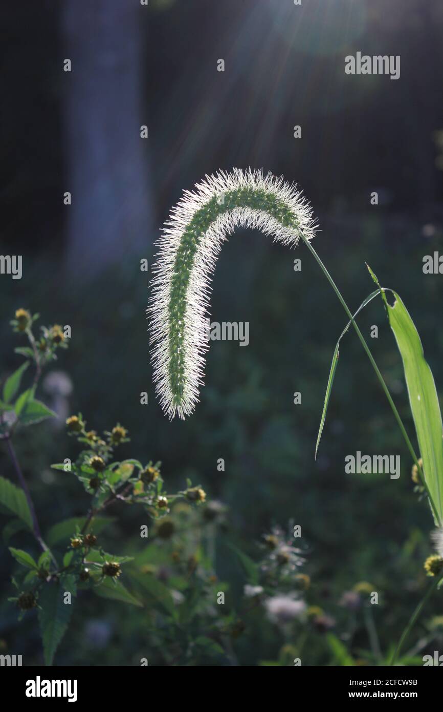 Wild wheatgrass growing in the woods Stock Photo - Alamy