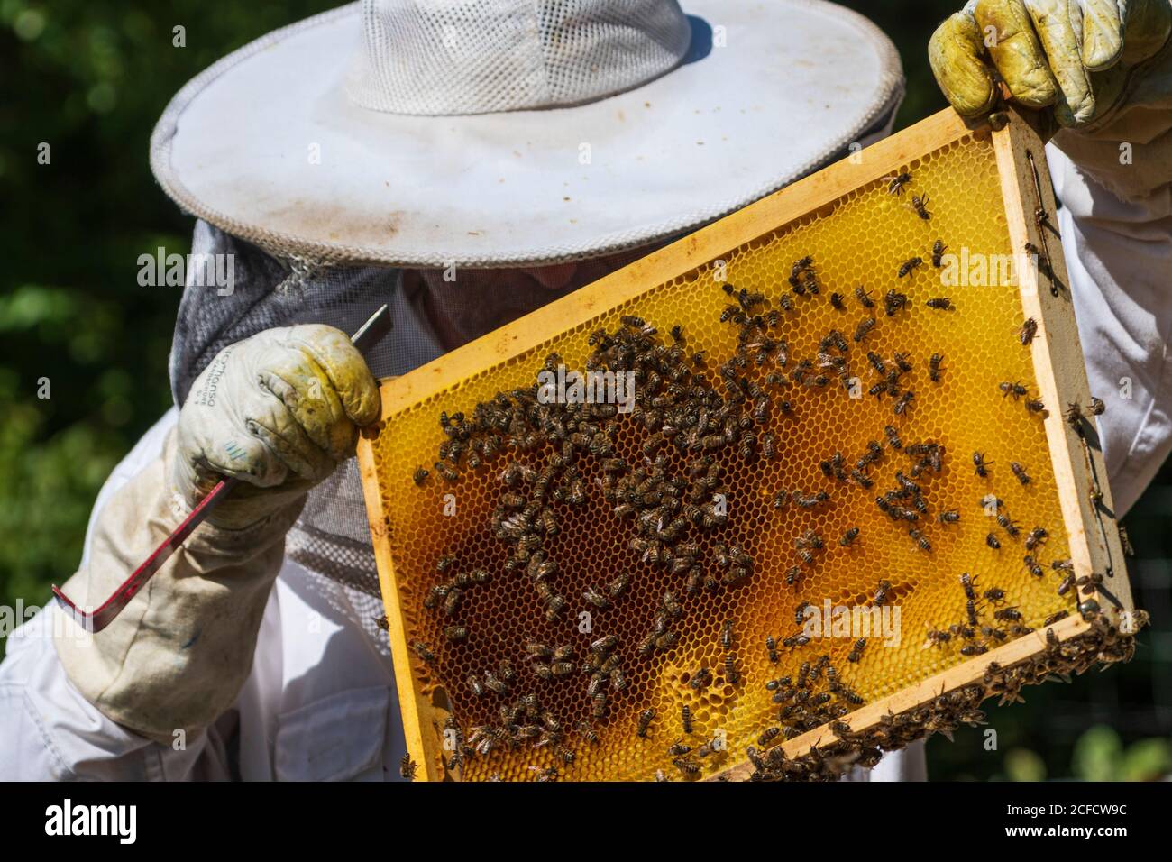 A beekeeping on the edge of the forest: everyday life of a beekeeper ...