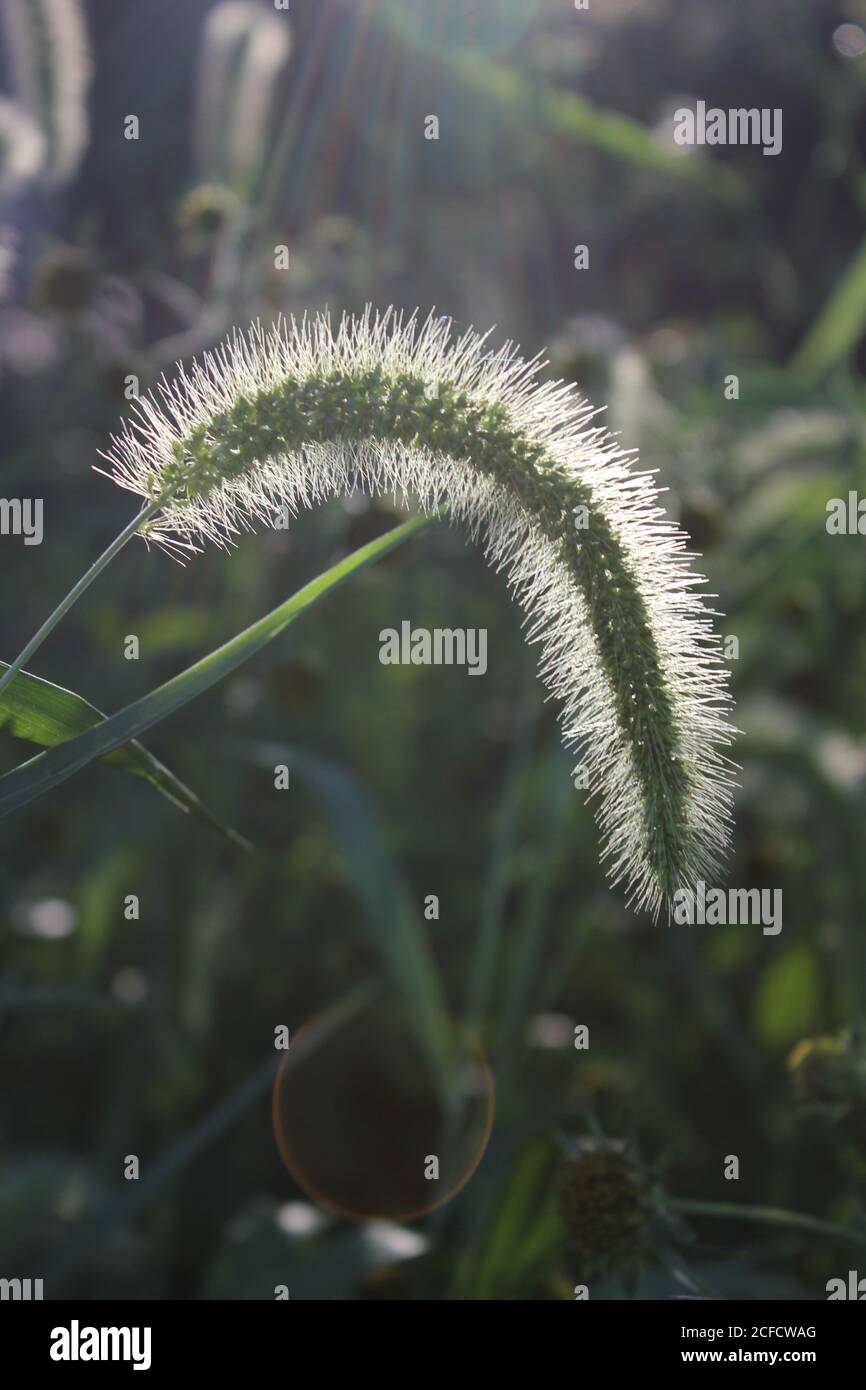 Wild wheatgrass growing in the woods Stock Photo - Alamy