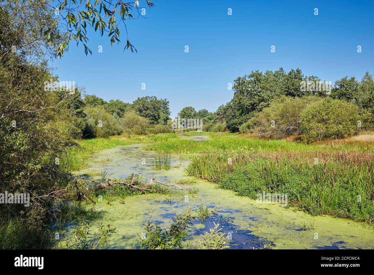Boggy river hi-res stock photography and images - Alamy