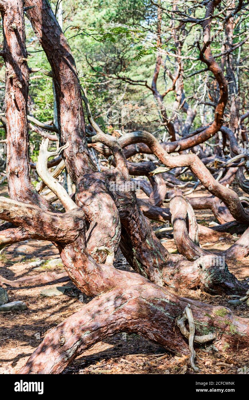 Storm-swept, crooked pine trees in the nature reserve, Trollskogen in ...