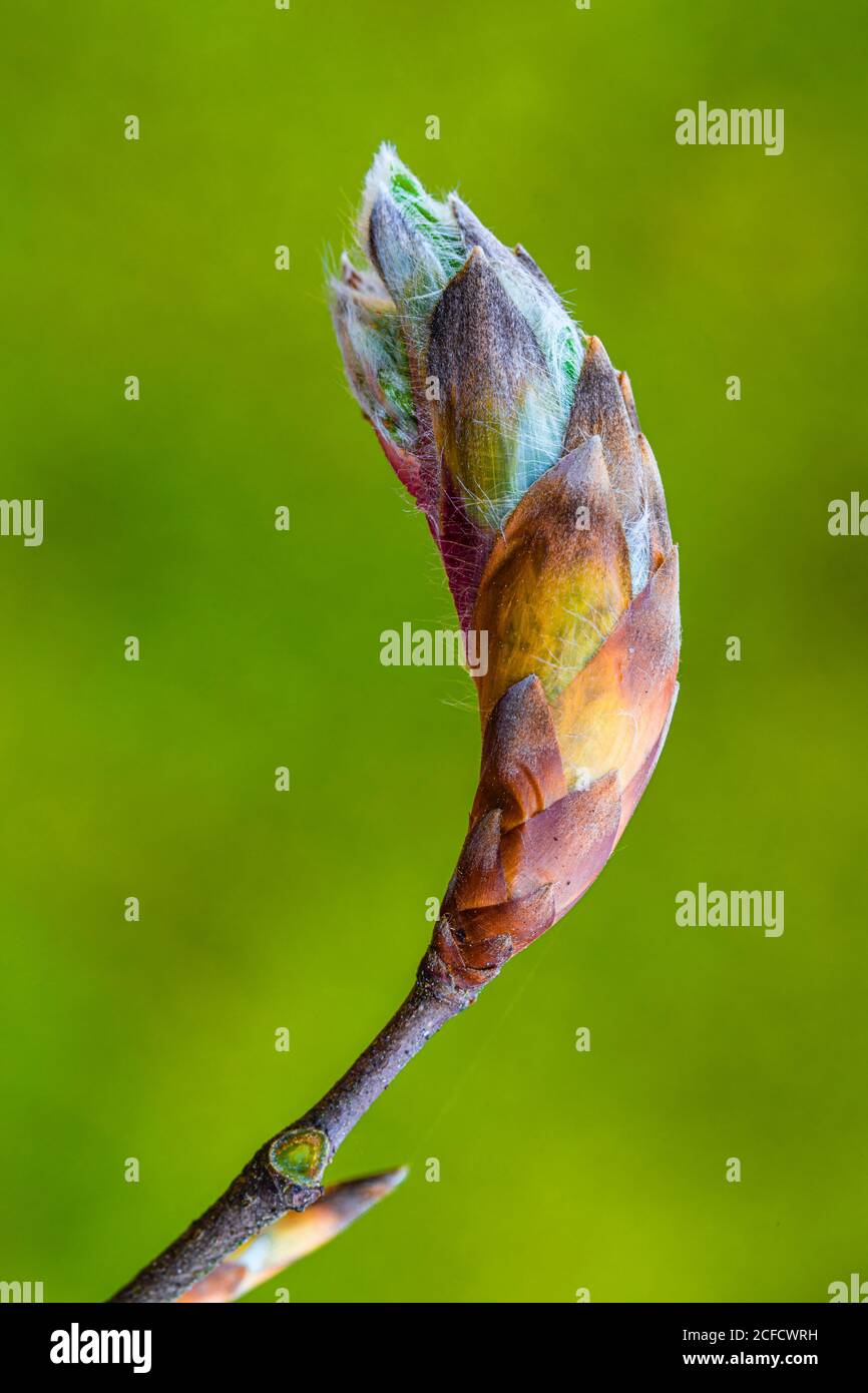 Buds starting to grow hi-res stock photography and images - Alamy