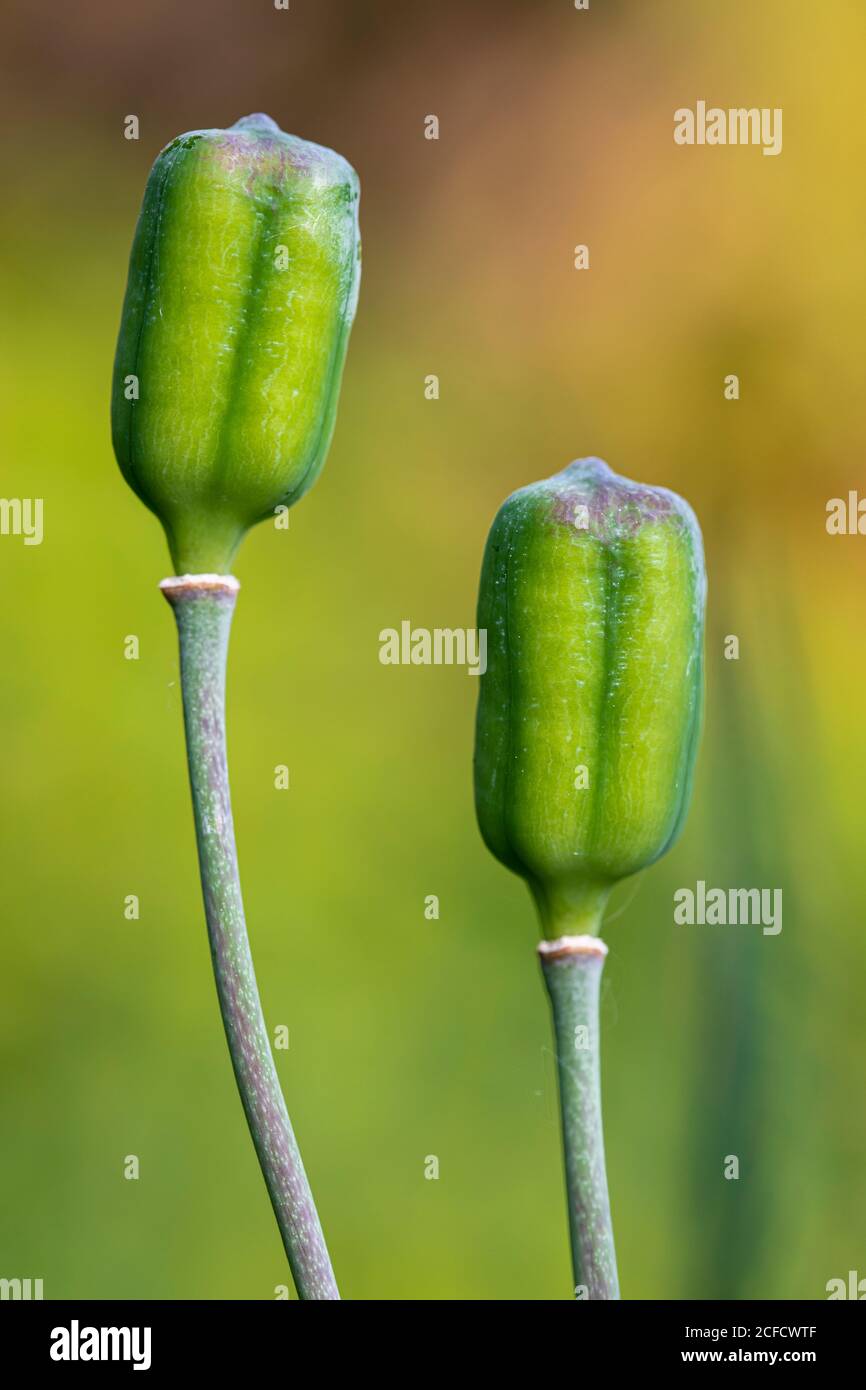 Chess flower capsule fruit, seed pod Stock Photo - Alamy