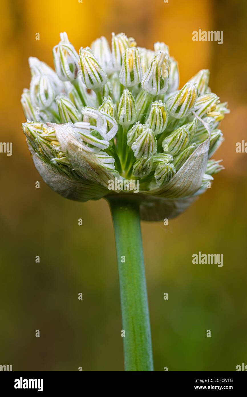 Chives in bud hi-res stock photography and images - Alamy