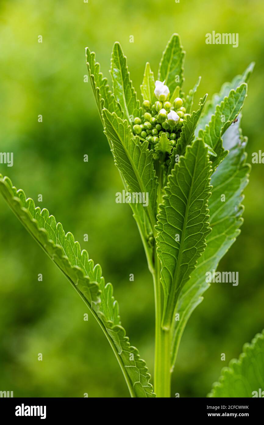 Armoracia rusticana plant root hi-res stock photography and images - Alamy