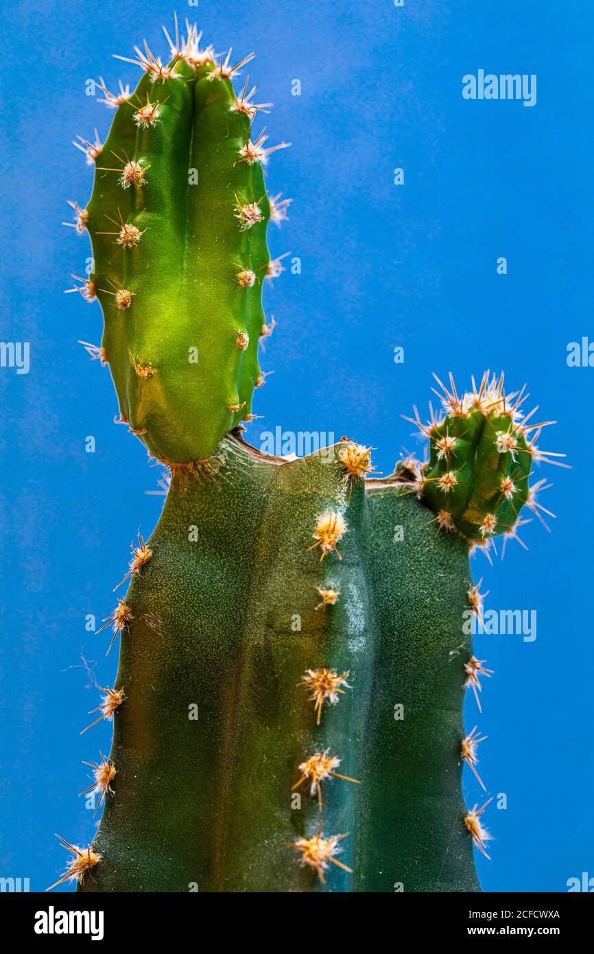 Cactus, blue background Stock Photo - Alamy