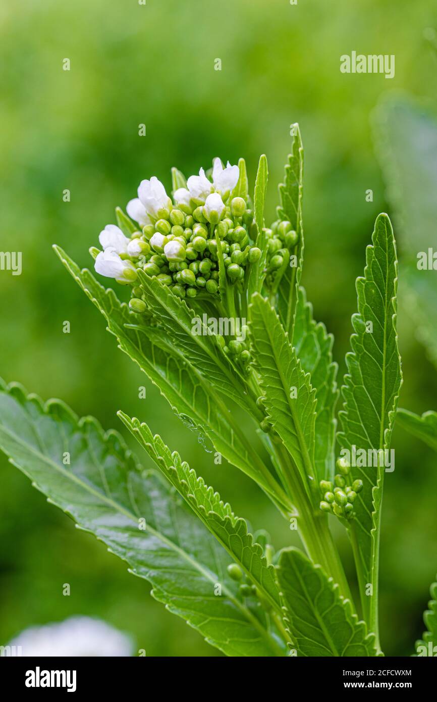 Horseradish, Armoracia rusticana, flower Stock Photo - Alamy