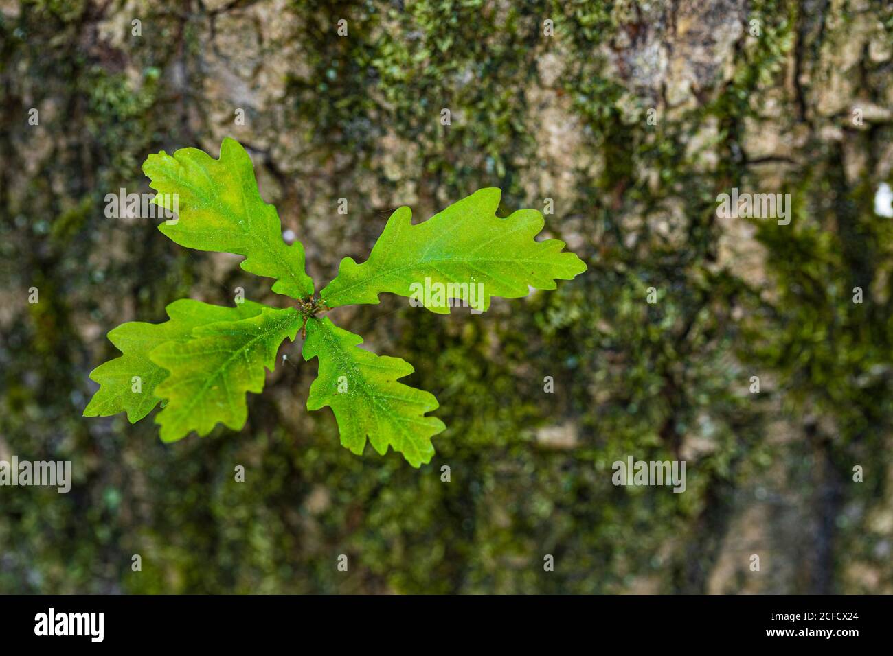 Tree trunk with young shoots, sessile oak Stock Photo - Alamy