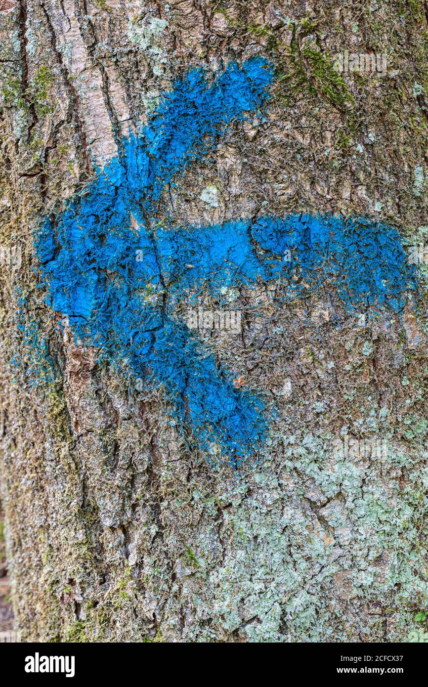 Tree trunk, marking, arrow Stock Photo - Alamy