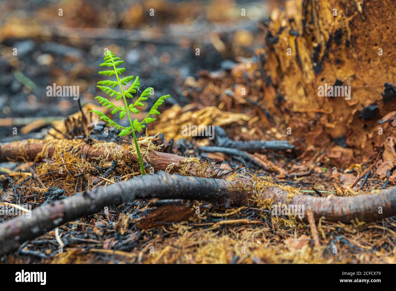 Emerging nature hi-res stock photography and images - Alamy