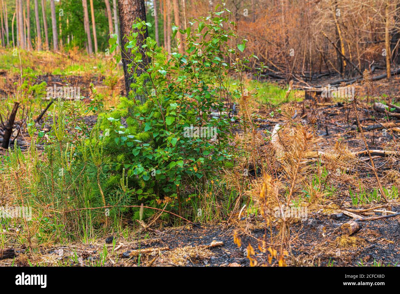 Germany, forest after a fire, Emsland, Lingen Stock Photo - Alamy