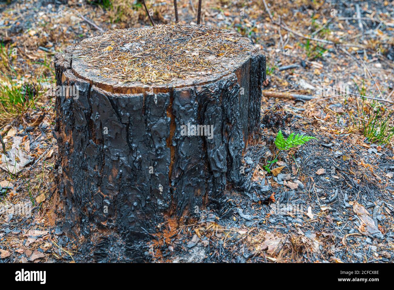 Dead trees after forest fires hi-res stock photography and images - Alamy
