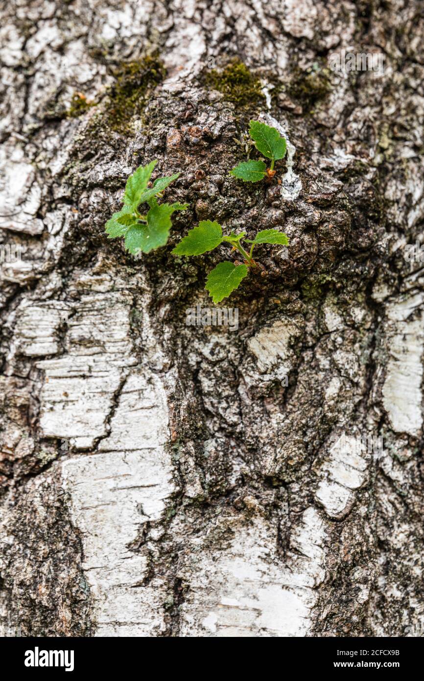 Tree trunk with young shoots, birch Stock Photo - Alamy