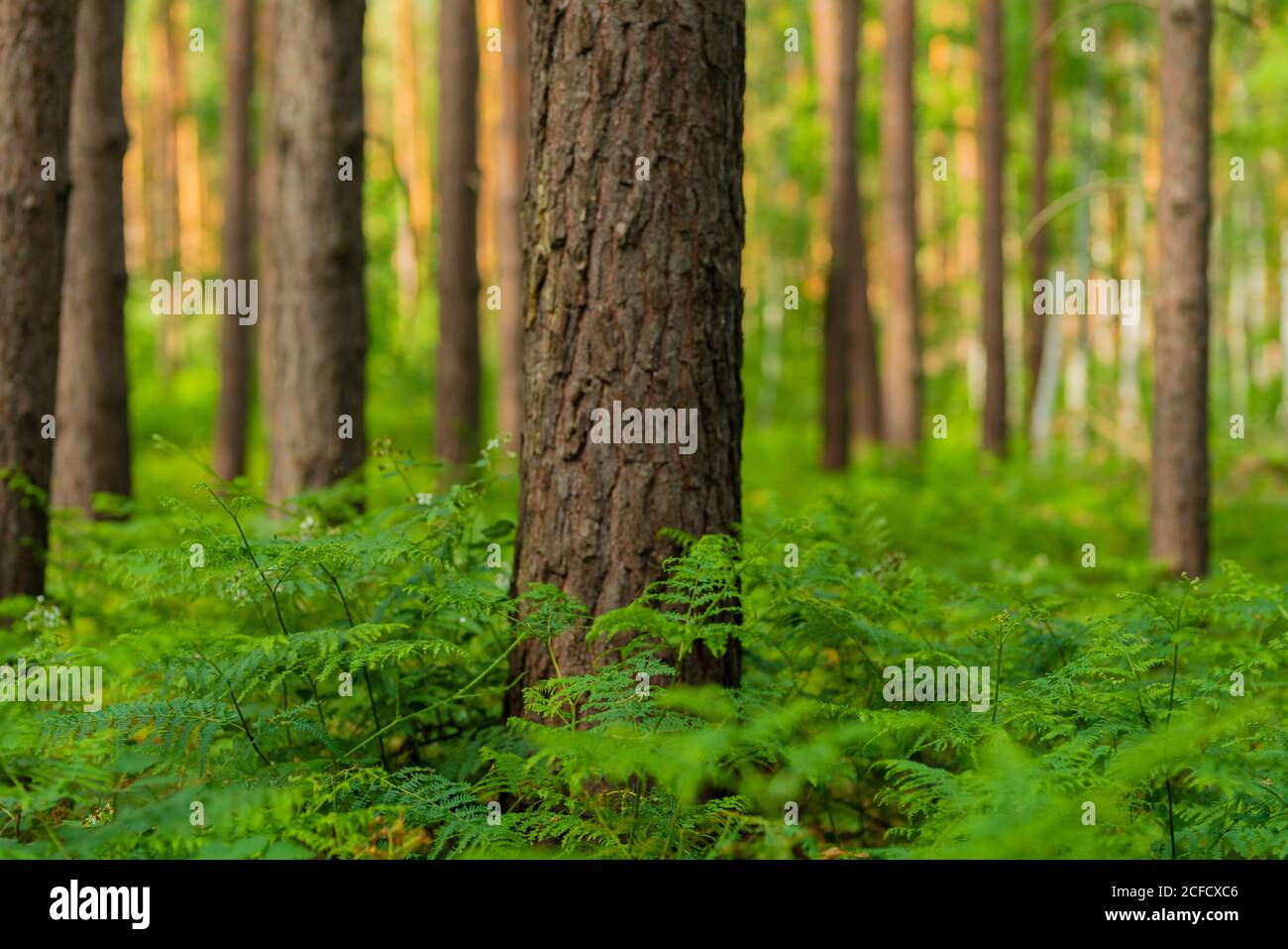 Fern pine hi-res stock photography and images - Alamy