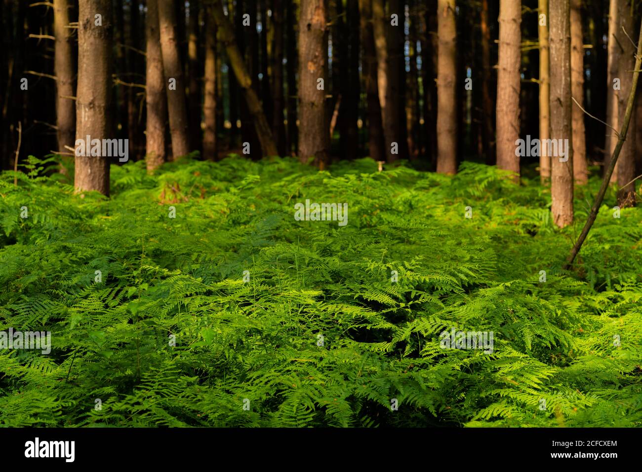 Fern covered forest hi-res stock photography and images - Alamy