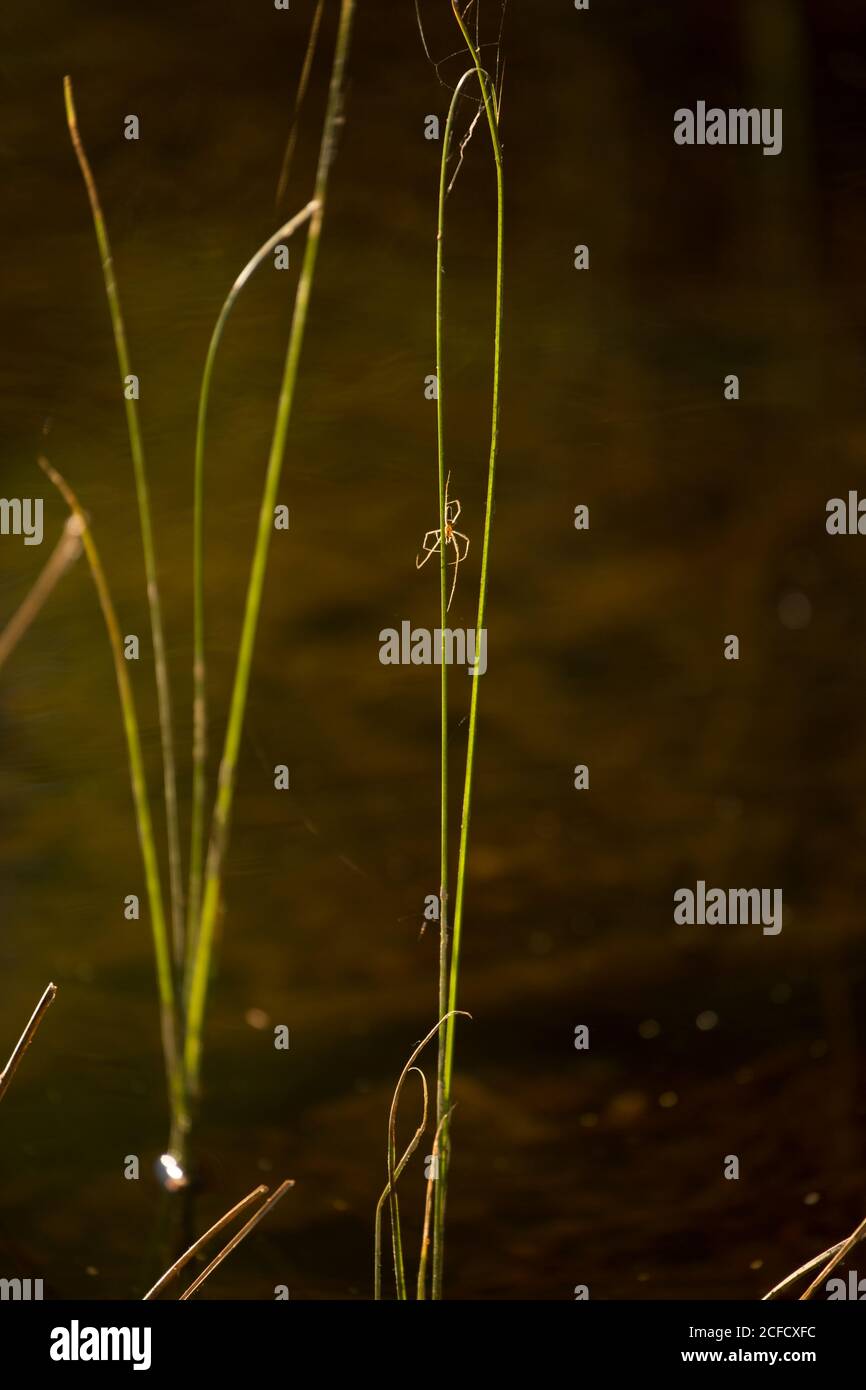 Reed environment hi-res stock photography and images - Alamy