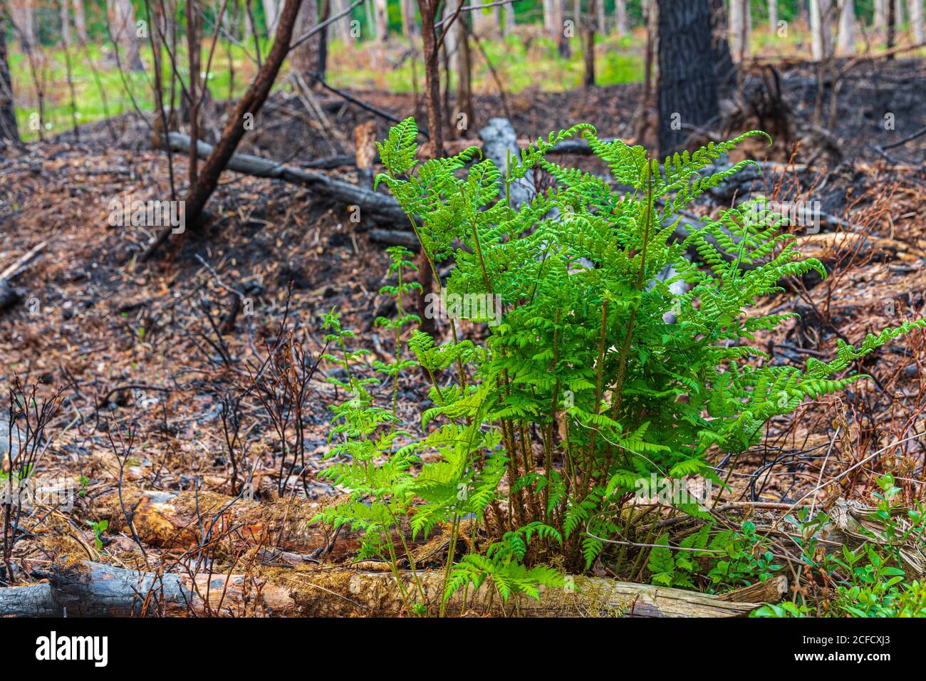 Dead trees after forest fires hi-res stock photography and images - Alamy