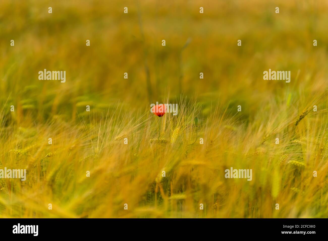 a single poppy in a grain field with a beautiful lens blur Stock Photo ...