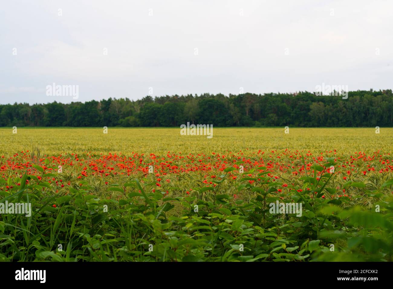 Field insects hi-res stock photography and images - Alamy
