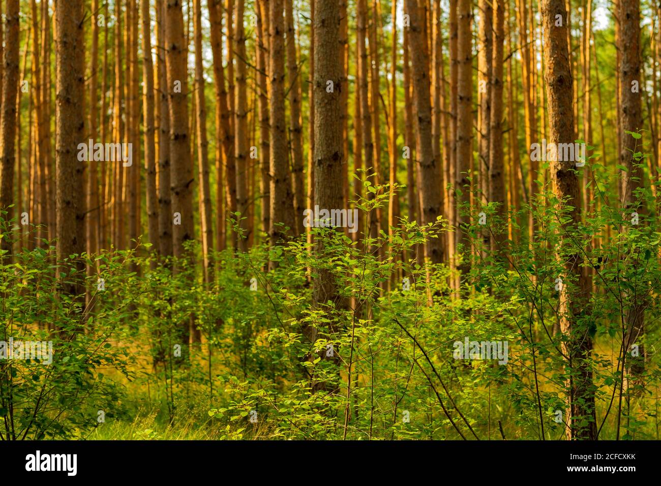 forest in the summer, with young deciduous trees in the forefloor Stock ...