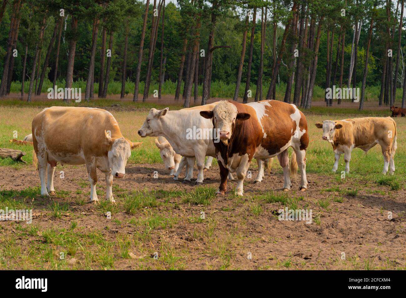 Bulls legs hi-res stock photography and images - Alamy