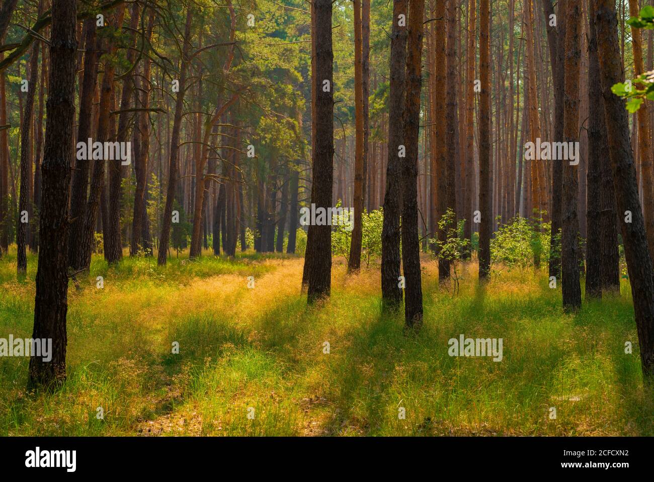 Forest way in summer, Path covered with wild grass Stock Photo - Alamy