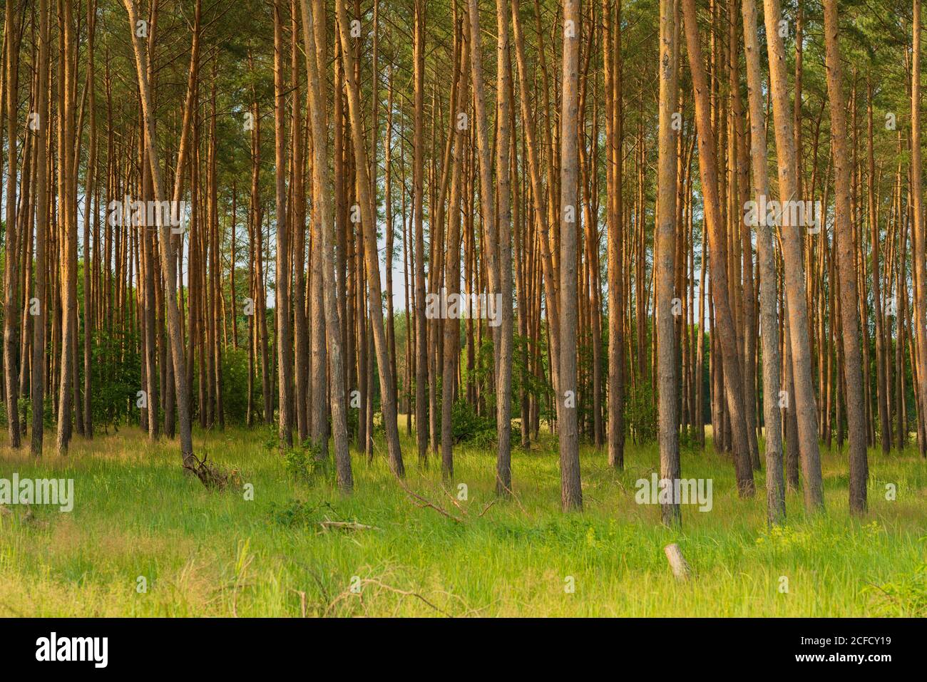 Soil covered with wild grass hi-res stock photography and images - Alamy