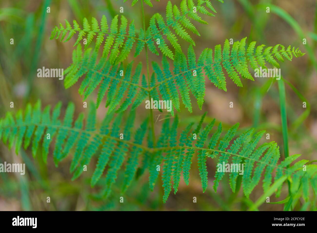 Green fern in the summer in the forest Stock Photo - Alamy