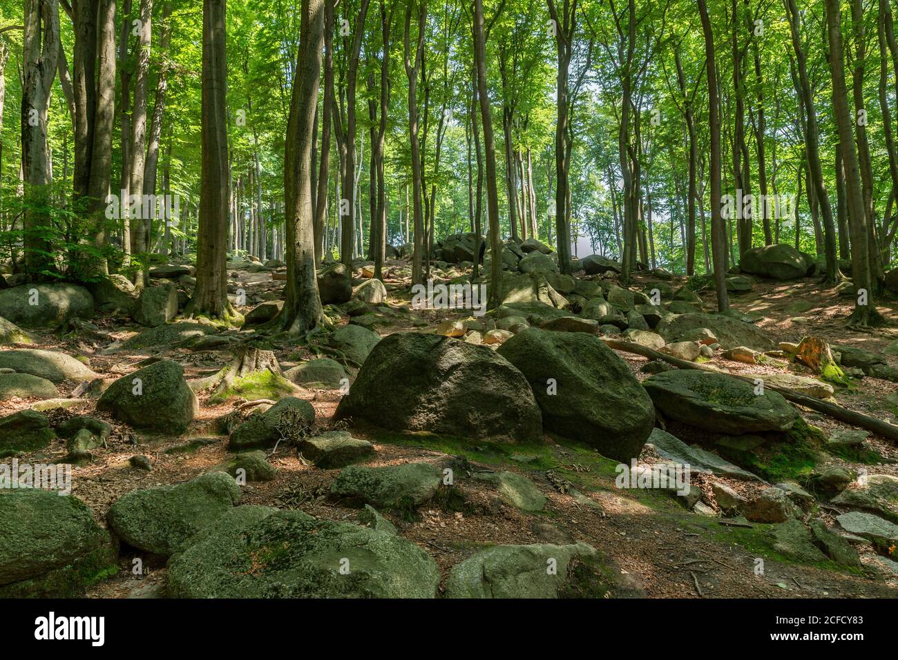 Germany, Hesse, Lautertal-Reichenbach, Buchenwald bei Felsenmeer, The ...