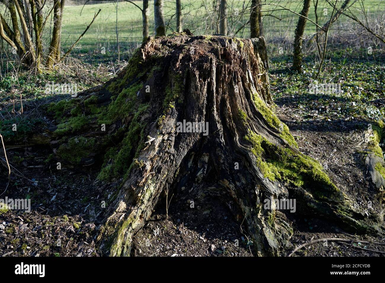 Decomposed tree hi-res stock photography and images - Alamy
