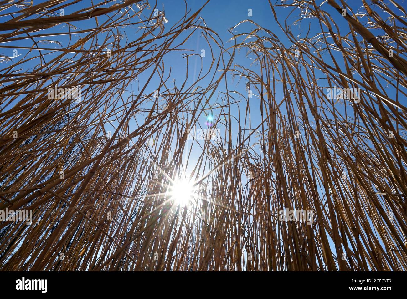 Germany, Bavaria, Upper Bavaria, Altötting district, elephant grass ...