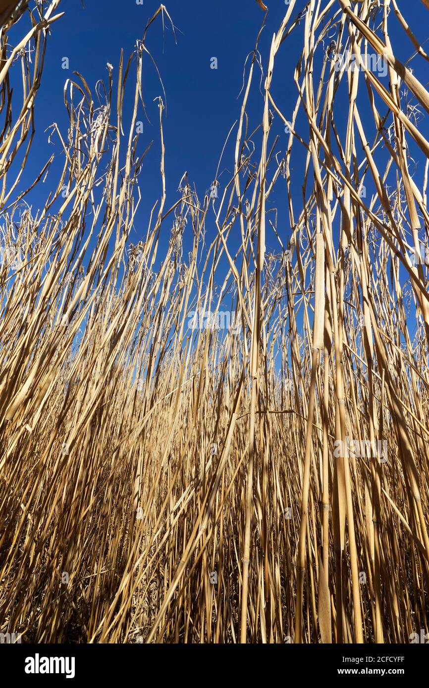 Germany, Bavaria, Upper Bavaria, Altötting district, elephant grass ...