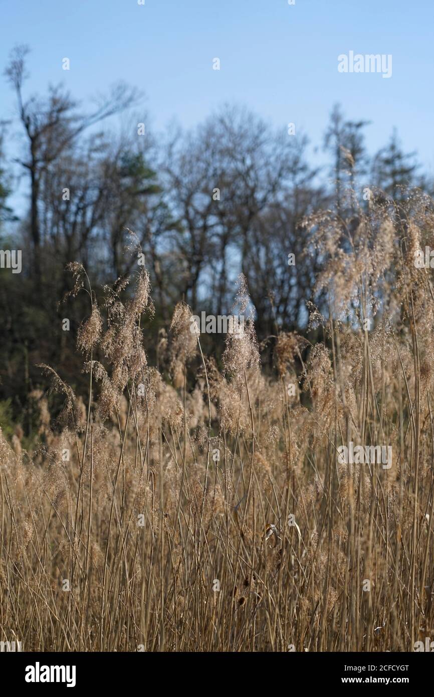 Reed beds hi-res stock photography and images - Alamy
