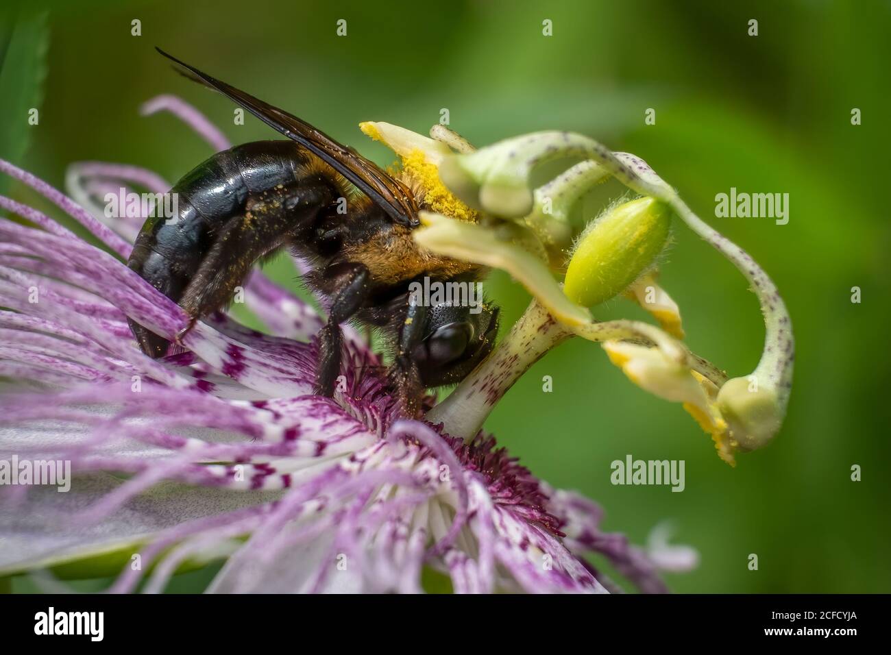 Closeup of an Eastern Carpenter Bee working hard to pollinate a Purple ...
