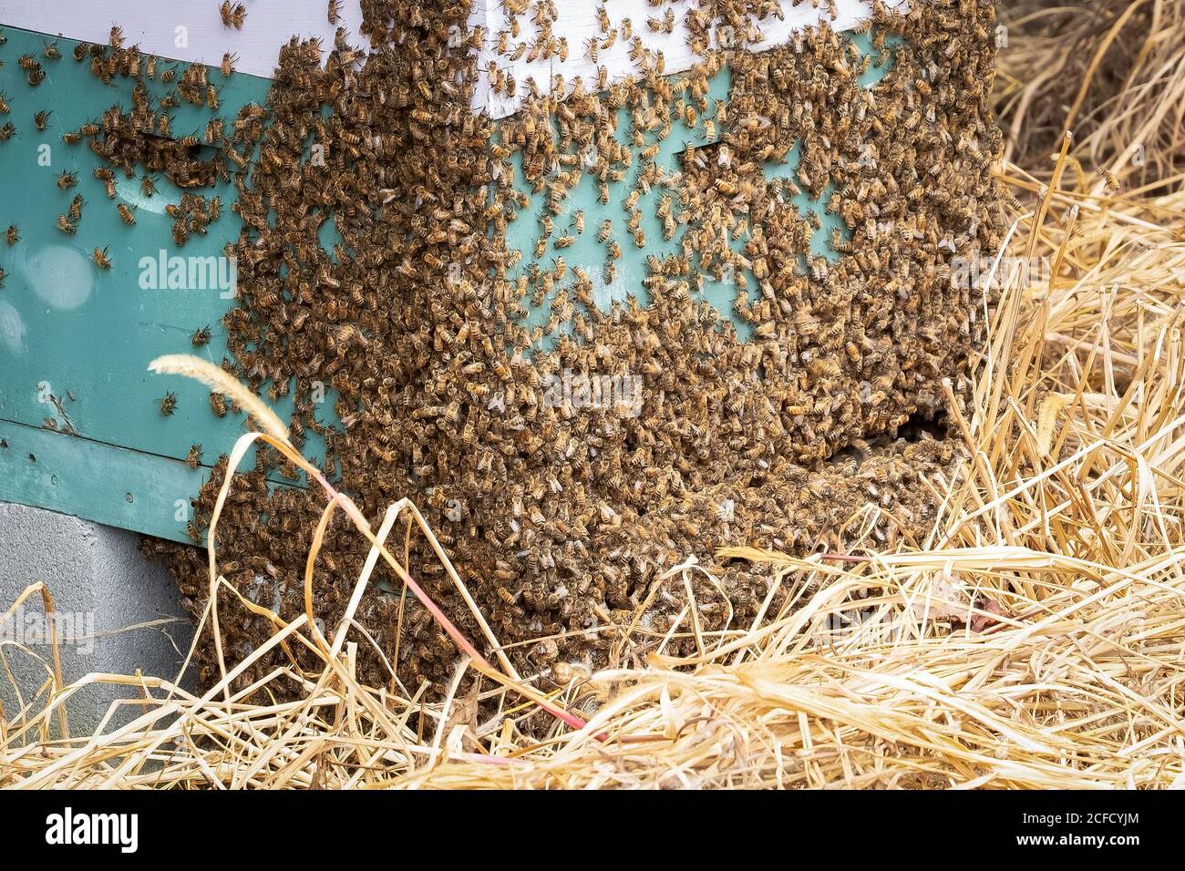 Bee bearding hi-res stock photography and images - Alamy
