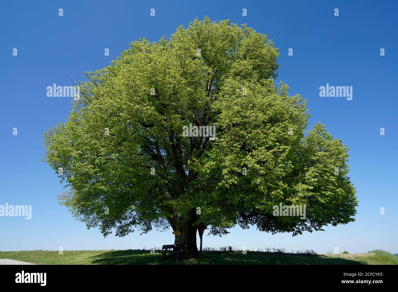 Linden tree hi-res stock photography and images - Alamy