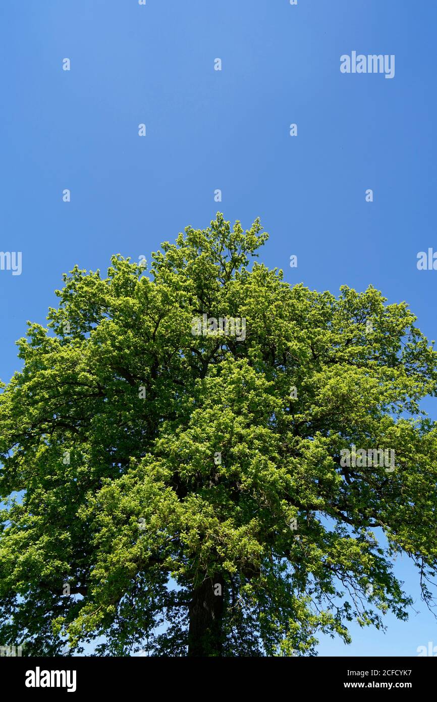 Germany, Bavaria, Upper Bavaria, Altötting district, oak, spring, tree ...