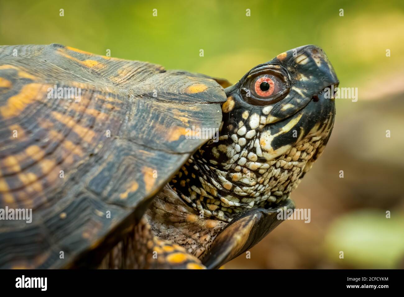 An Eastern Box Turtle with unique markings in the forest. Raleigh ...
