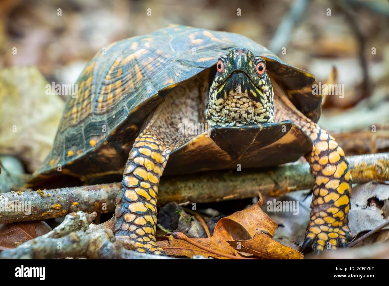 A male Eastern Box Turtle climbing over a stick in the forest. Raleigh ...