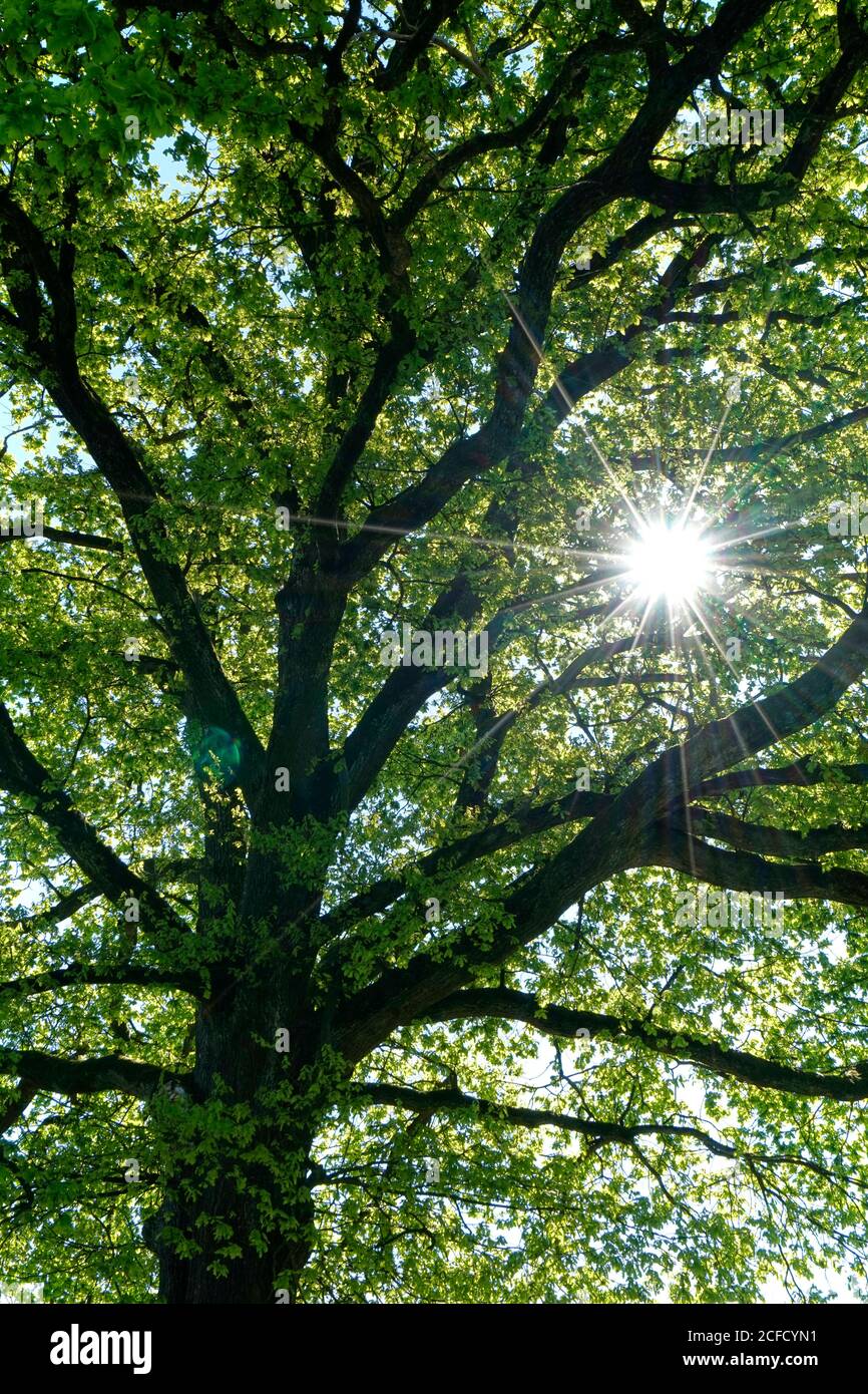 Germany, Bavaria, Upper Bavaria, Altötting district, oak, tree top ...