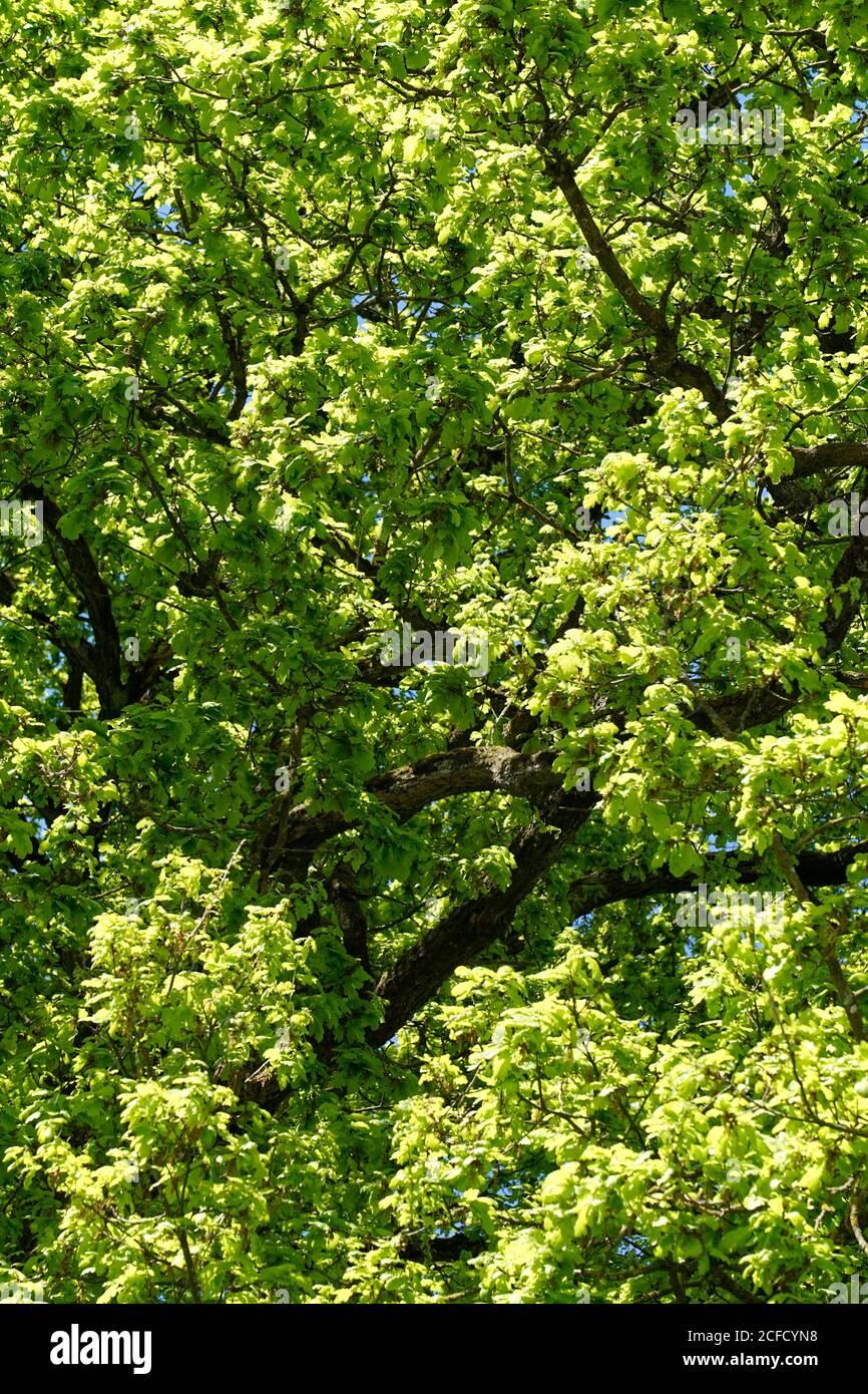 Germany, Bavaria, Upper Bavaria, Altötting district, oak, tree top ...