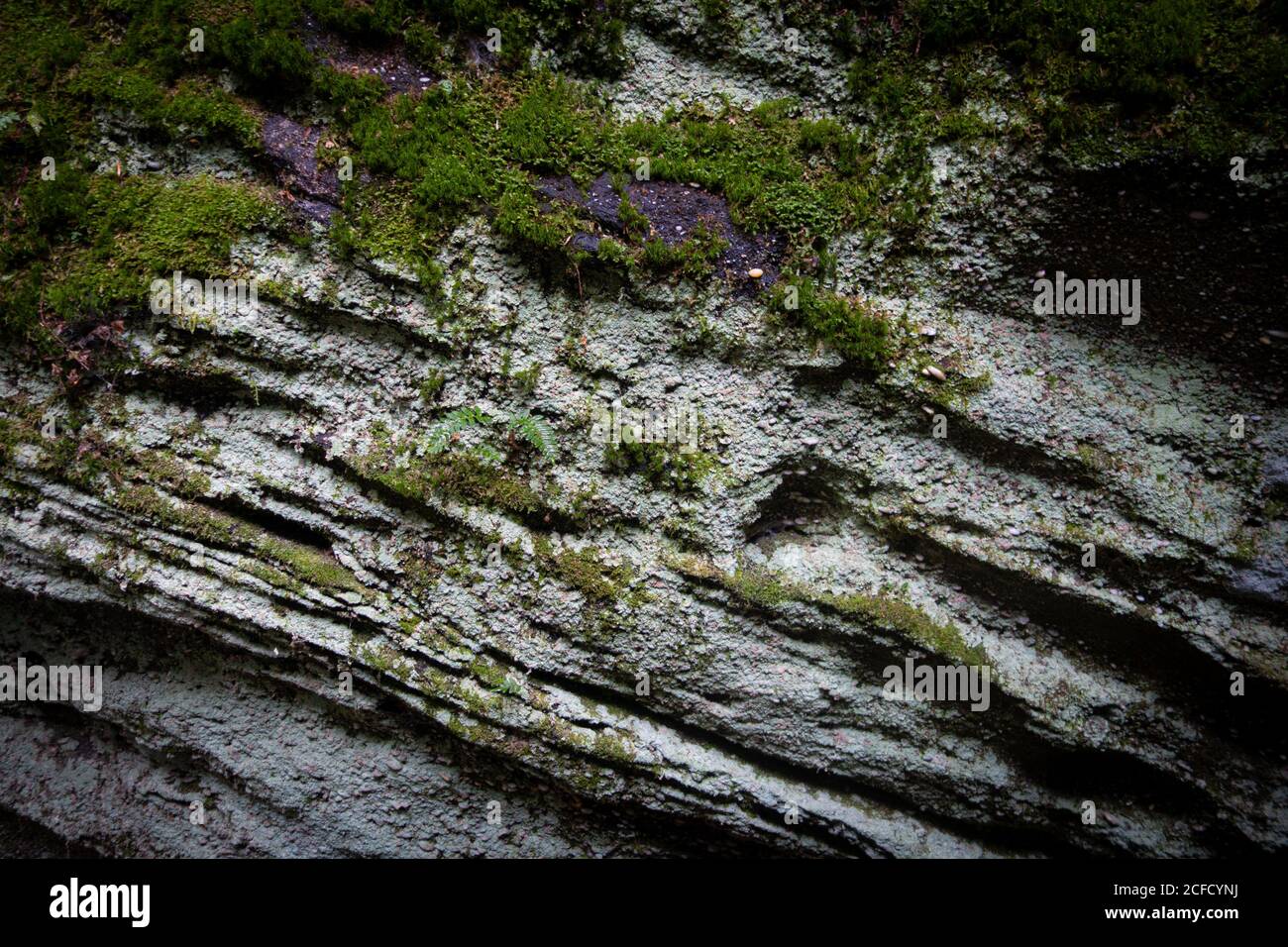 Moss on rocks at Panama Rocks Scenic Park, Chautauqua County, New York ...