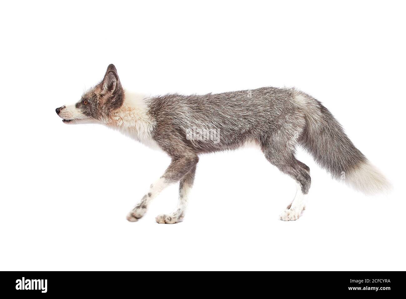 Silver tamed fox isolated on white background Stock Photo - Alamy