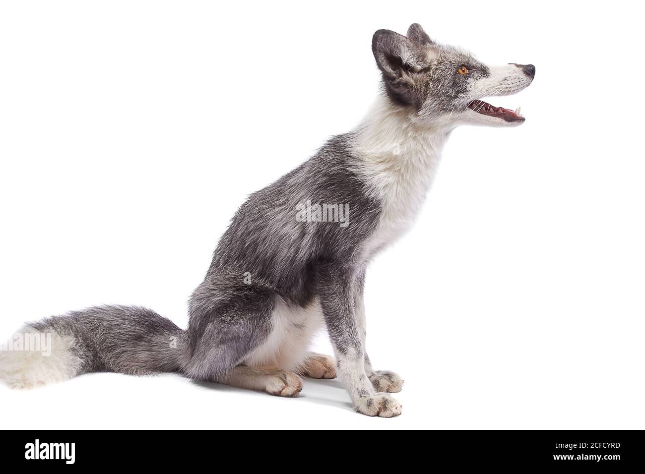Silver tamed fox isolated on white background Stock Photo - Alamy