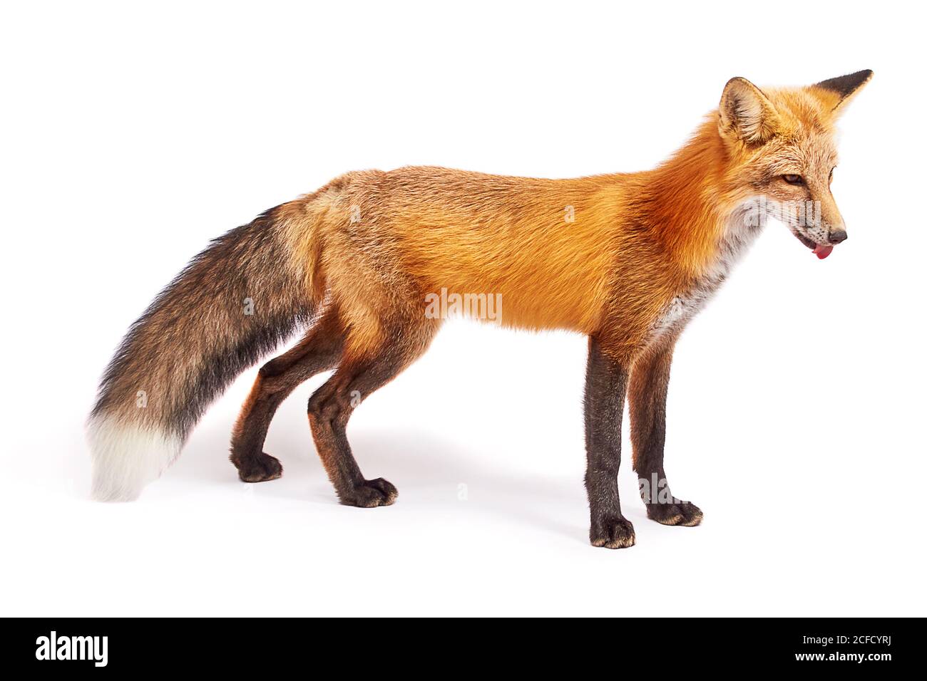 Red fox isolated on white background Stock Photo - Alamy
