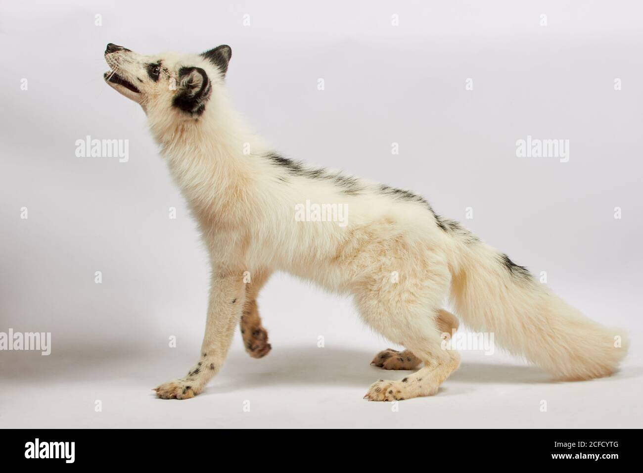 White tamed fox isolated on white background Stock Photo - Alamy