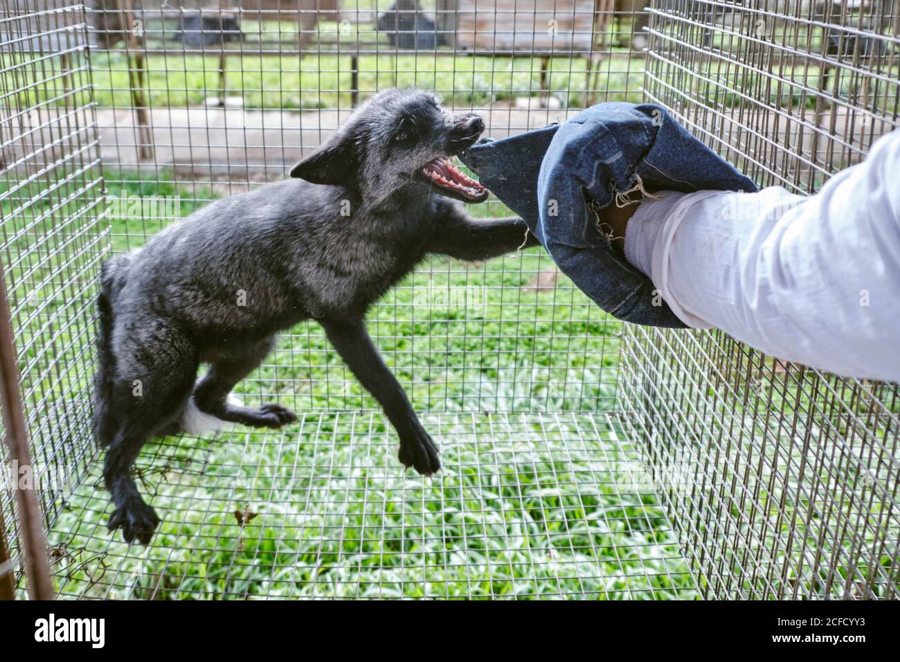 Farm attacks hi-res stock photography and images - Alamy
